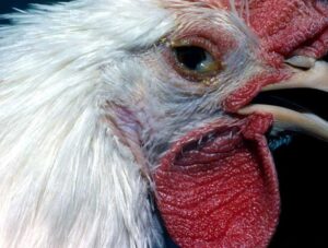 Short notes on Chronic Respiratory Disease (CRD) in Poultry – APANANO
